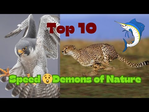 The Fastest Animals On Earth (TESTED)