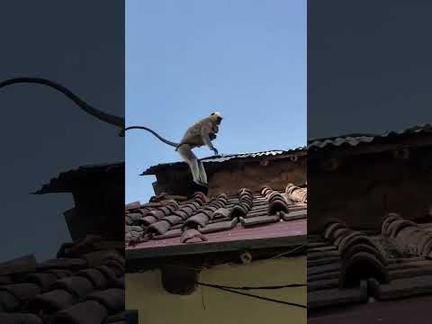 Bajrang jai shree Ram #trending #viral #ytshort #bandar #bajrang #statusvideo #monkey #ram #shri #yt