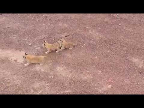 Awesome Encounter with (Bobcat) Kittens in the Mojave National Preserve ...