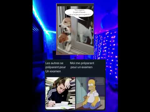 Les chiens sont trop mignons ( abonnez-vous et lâchez un pouce bleu svp ) #youtubeshorts #humour