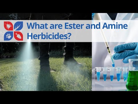 What are Ester and Amine Herbicides? | DoMyOwn.com