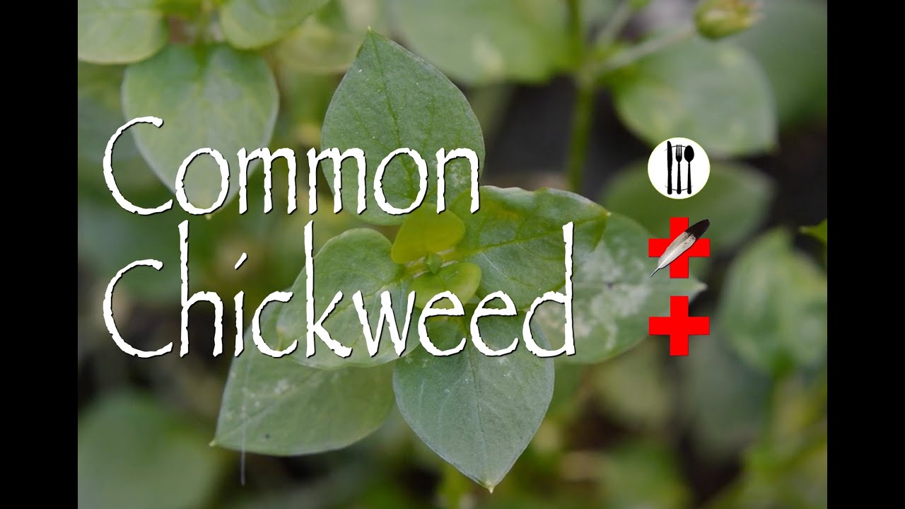 Common Chickweed: Edible & Medicinal