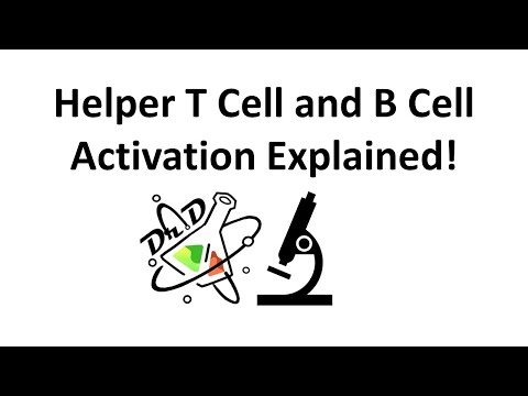 Helper T cell (CD4+) and B cell Activation Explained!