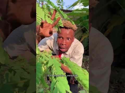 the money tree
