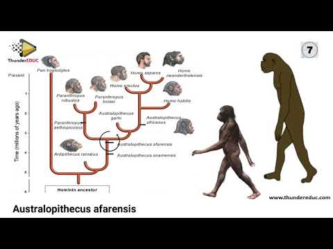 The Evolution of Man (Human Evolution) | grade 12 life sciences | ThunderEDUC | M.SAIDI