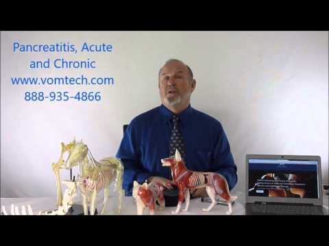 Pancreatitis, Acute and Chronic in the Dog and Cat