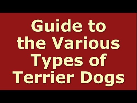 Guide to the Various Types of Terrier Dogs | Terrier Breeds 101