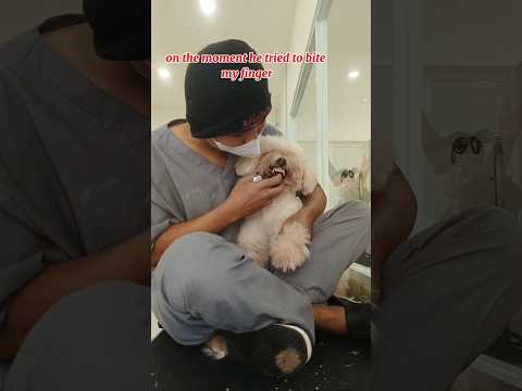 Is this a spicy Dog? coton de tulear