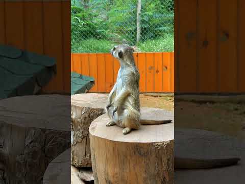 What do your friends and a meerkat have in common when you're learning a new language? #meerkats
