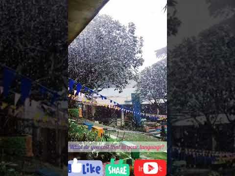 LEARN ENGLISH - FILIPINO/TAGALOG - BISAYA || Rain/rains, Ulan/mga ulan, Uwan/mga uwan