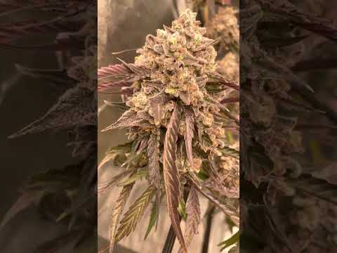 2 days before harvest