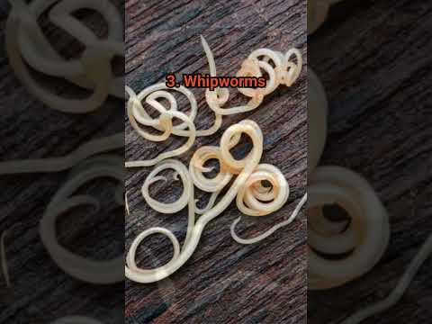 The 4 common worms in dog poop.