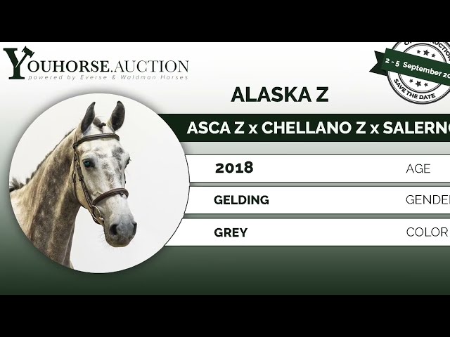 Youhorse.auction | Alaska Z