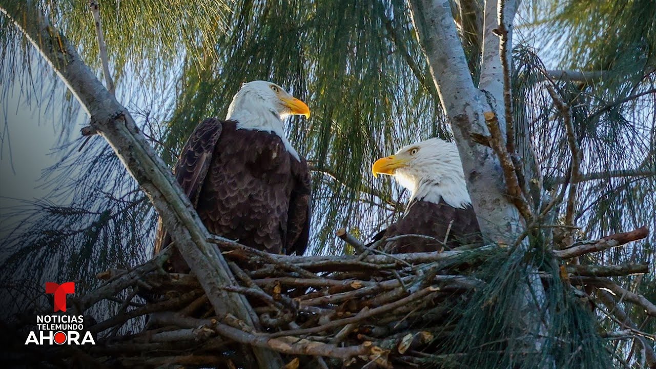 Pareja de águilas calvas del Big Bear Valley ponen su segundo huevo del año | Noticias Telemundo