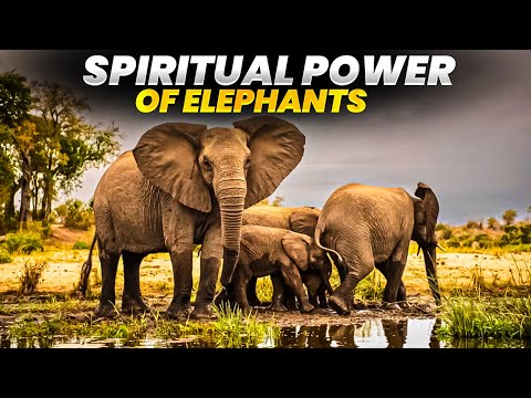 Elephant Symbolism And It's Wisdom | Strength | and Spiritual Guardianship