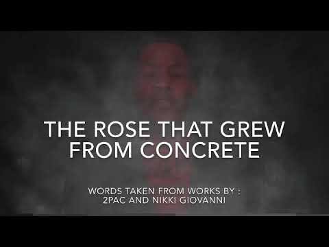 THE ROSE THAT GREW FROM CONCRETE