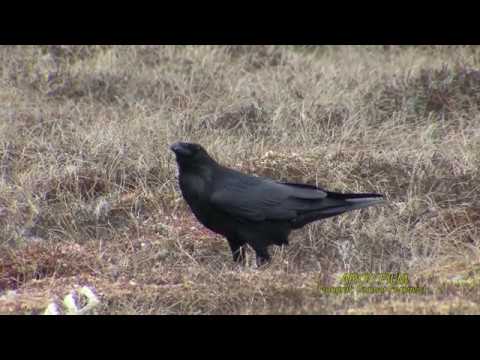 Common raven feeding in Sweden | Dear Kitty. Some blog