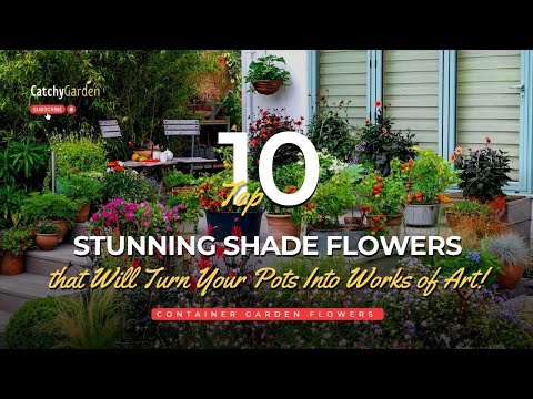 10 Stunning Shade Flowers That Will Turn Your Pots Into Works of Art! πΊπ