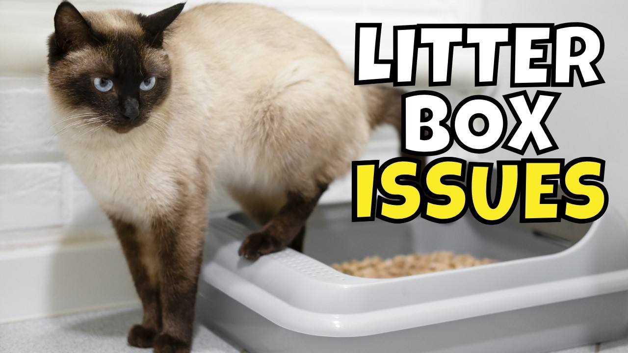 If Your Cat Pees Outside the Litter Box, It Means THIS!