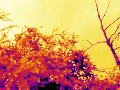 Ruby Throated Humminbird in Mating Dance song on bits of Flight May112013