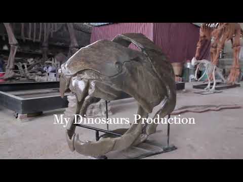Prehistoric Animal Fossils Placodermi Skull