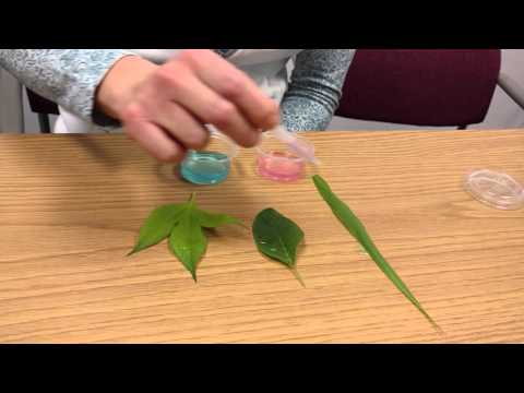 Surfactant Effect on Water