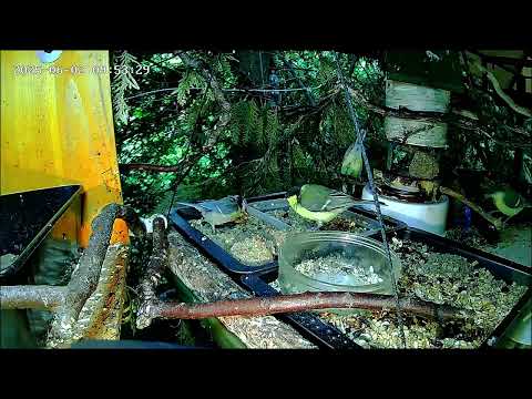 Vormittags an der großen Futterstelle (02.06.2025)