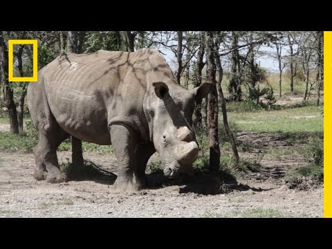 Fighting Rhino Poaching With Guns, Drones, and Dogs | Short Film Showcase