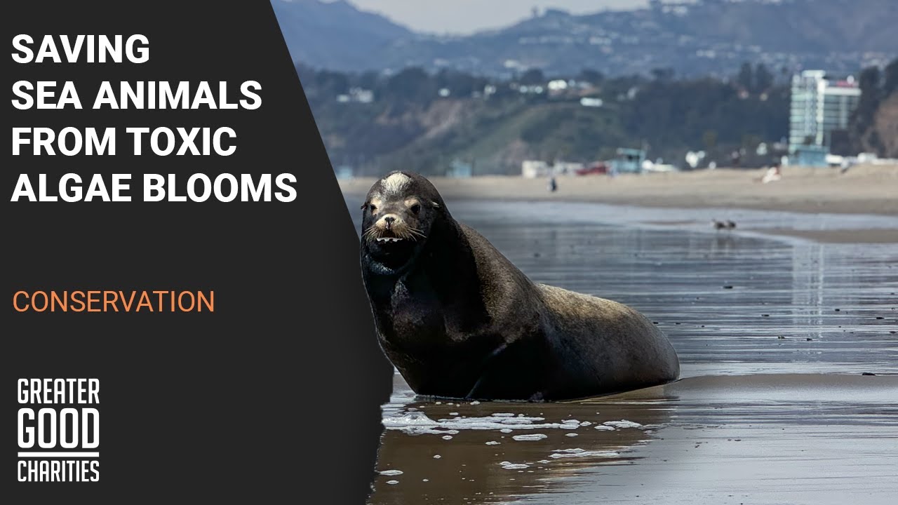 Saving Sea Animals From Toxic Algae Blooms