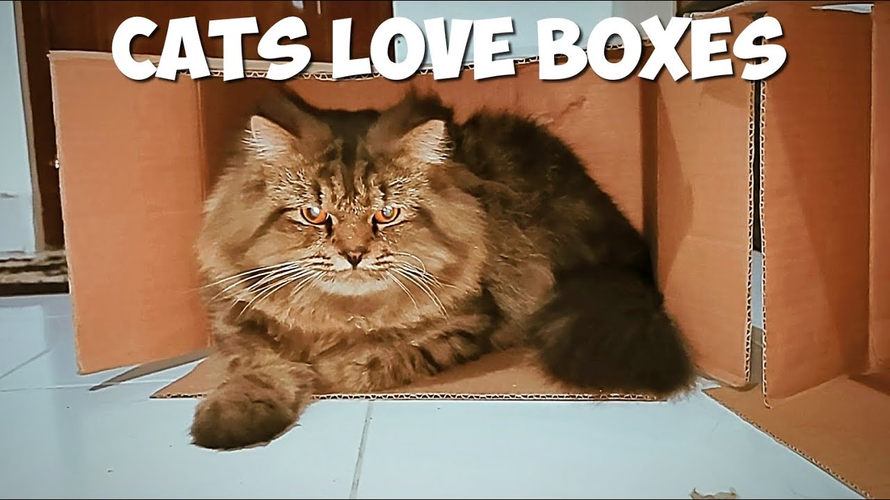 Cats love boxes – Funny Cat HD Compilation