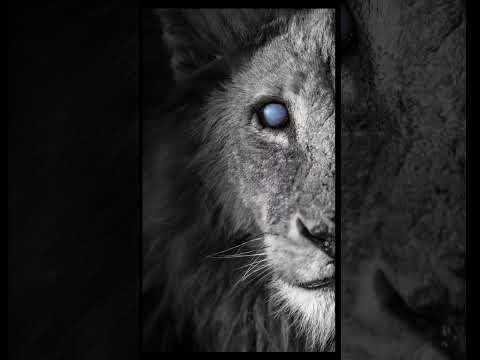 Mapoza Male Lion | Monwana Lodge | Thornybush | South-Africa | Wildlife Photographer #wildlife