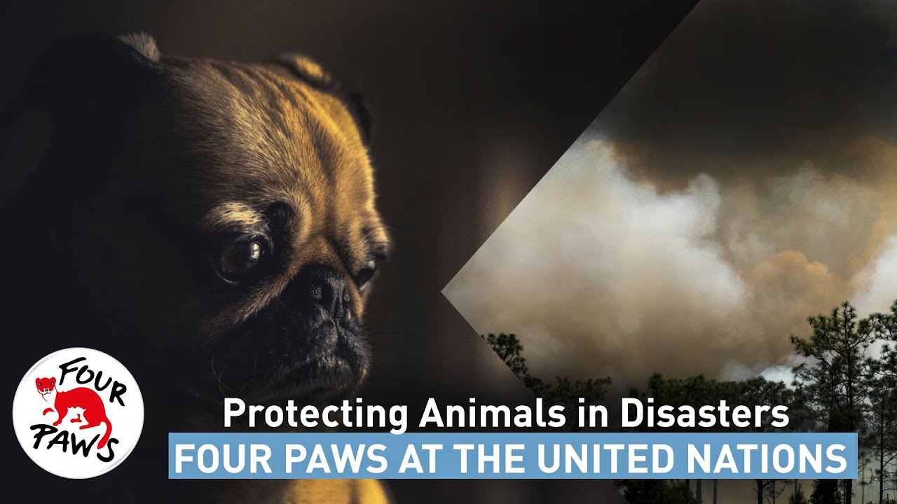 Protecting Animals in Disasters