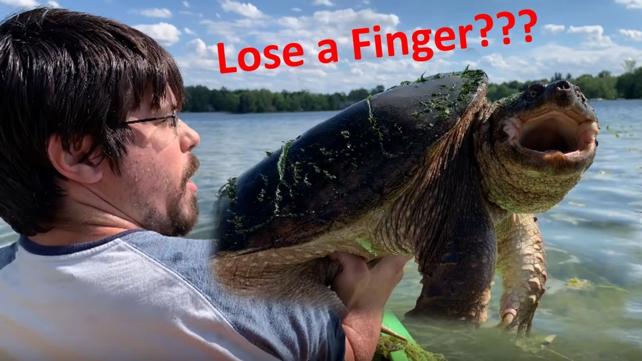 How Dangerous is the Common Snapping Turtle?