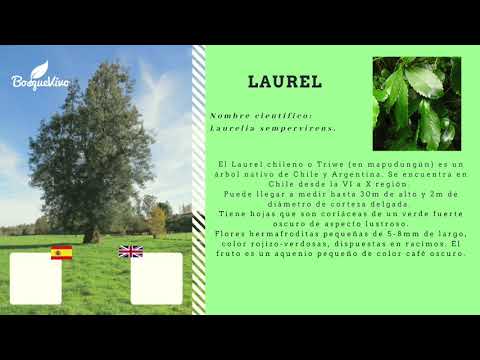 laurel ingles