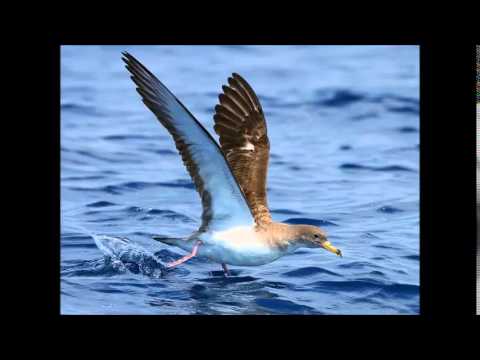 Cagarros - Azores Night Bird