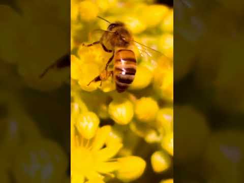 Beehive bouncers drive off drunk bees!!? β animals and alcohol (part 3) #science #biology #alcohol