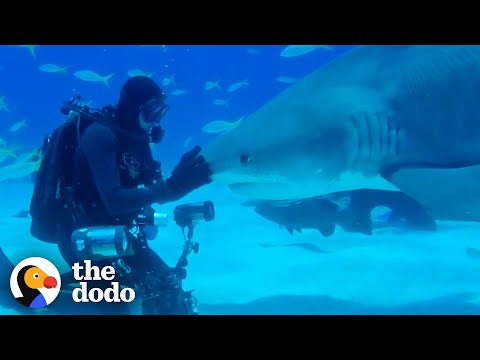 Wild Shark Recognizes Human Best Friend After They Were Separated For A Year | The Dodo Soulmates