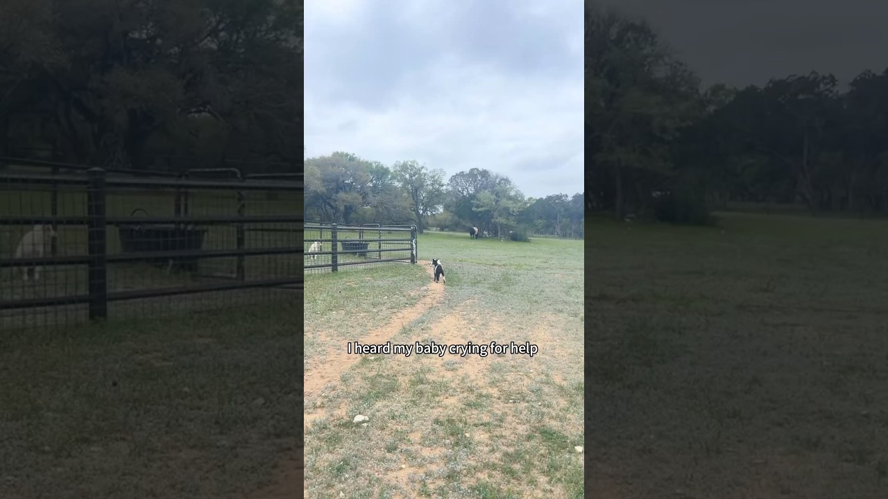 Farm chaos ￼🤣 #animals #pets