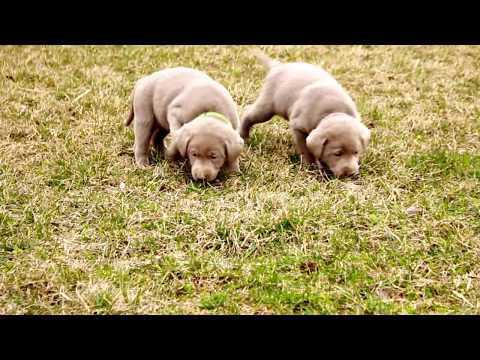 Silver Labrador Retriever puppies for sale!