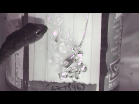 Red-eyed tree frog embryos hatch to escape snake