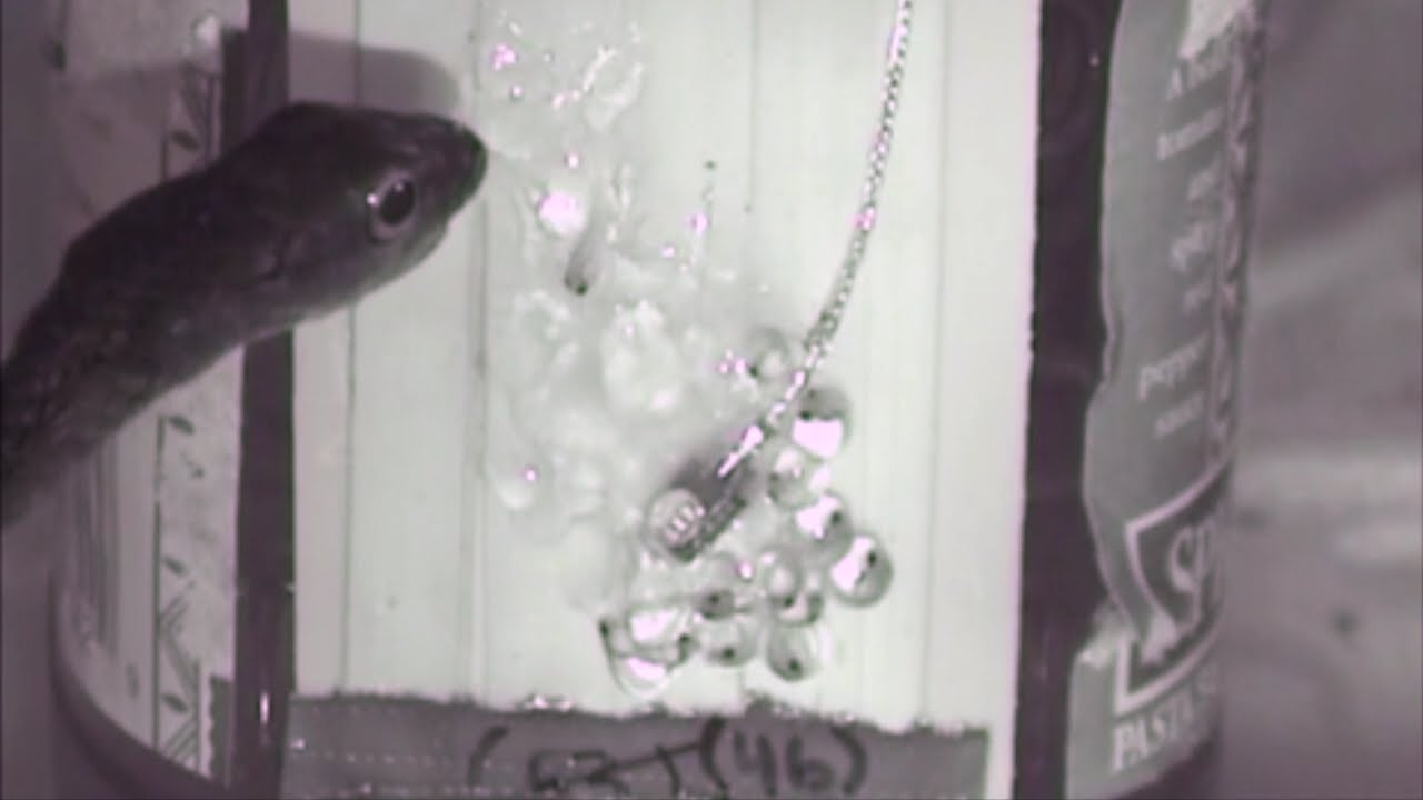 Red-eyed tree frog embryos hatch to escape snake