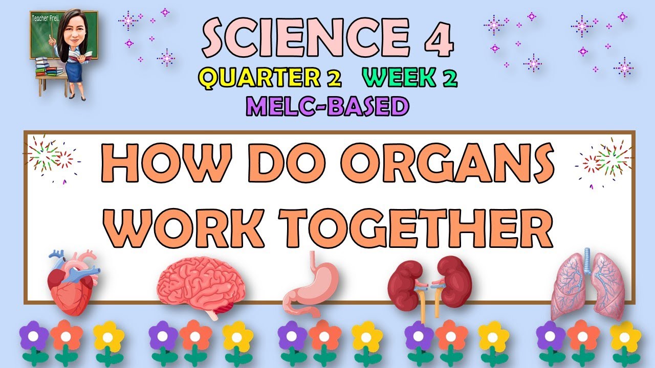 SCIENCE 4 || QUARTER 2 WEEK 2 | HOW DO ORGANS WORK TOGETHER | MELC-BASED