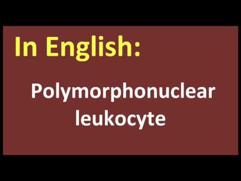 Polymorphonuclear leukocyte arabic MEANING