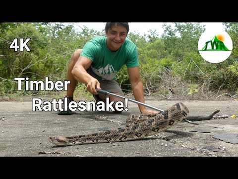 Timber rattlesnake conservation, new research | Dear Kitty. Some blog