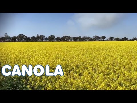 CANOLA FIELDS IN AUSTRALIA || Lizanna's Diary