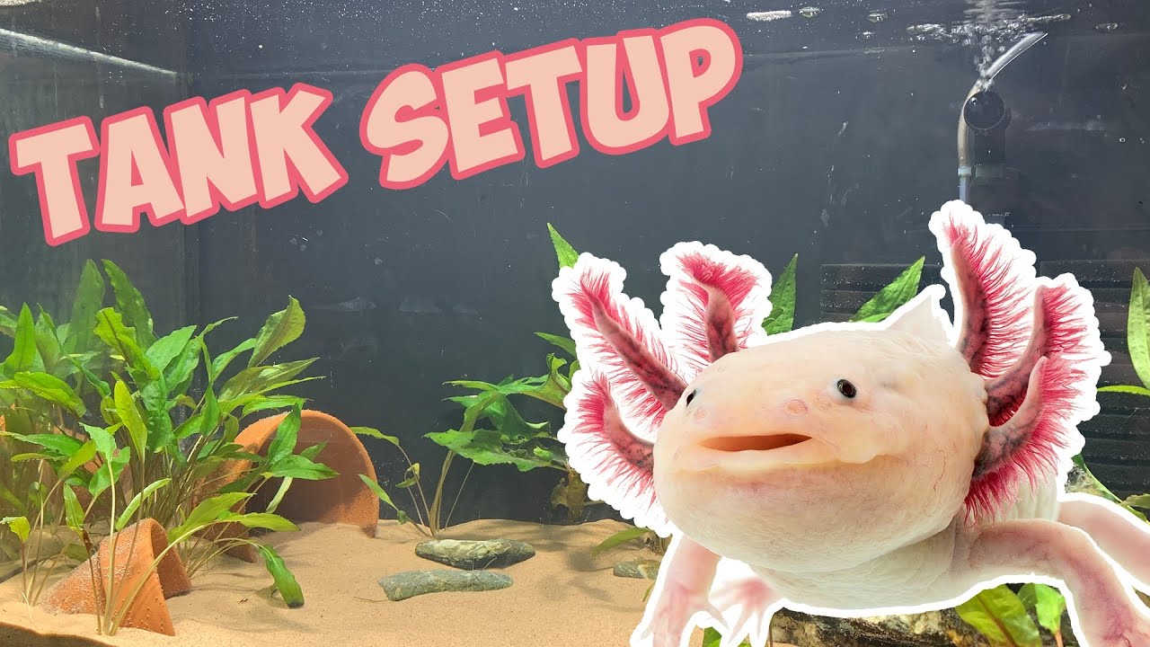 Axolotl Tank Setup (BEGINNERS GUIDE)