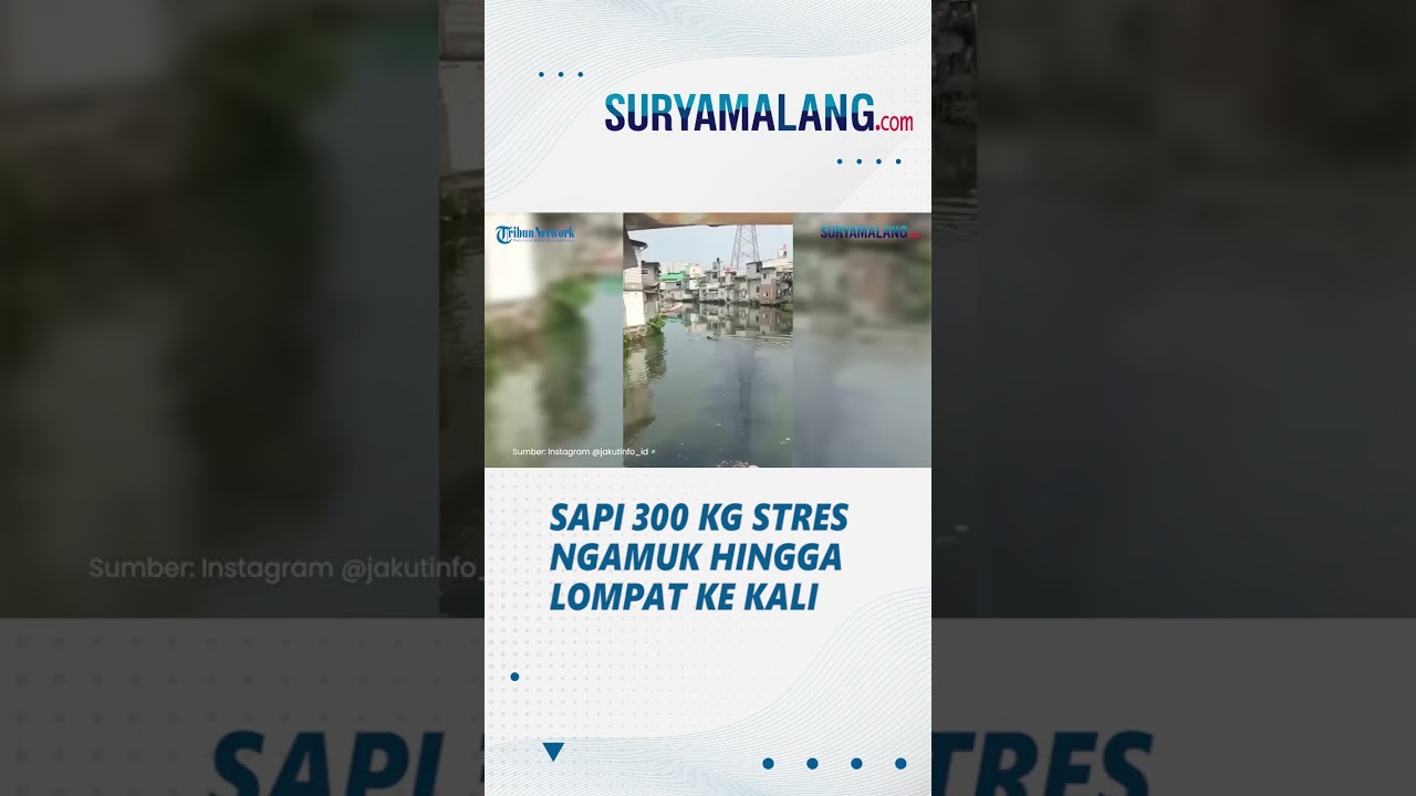 Viral Sapi 300 Kg Diduga Stres Ngamuk saat Turun dari Truk hingga ...