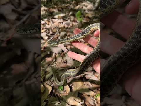 Beautiful Eastern Garter Snake in Kentucky!