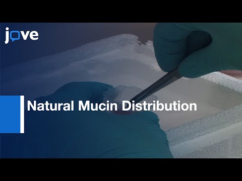 Unfixed, Frozen Tissues To Study Natural Mucin Distribution l Protocol Preview