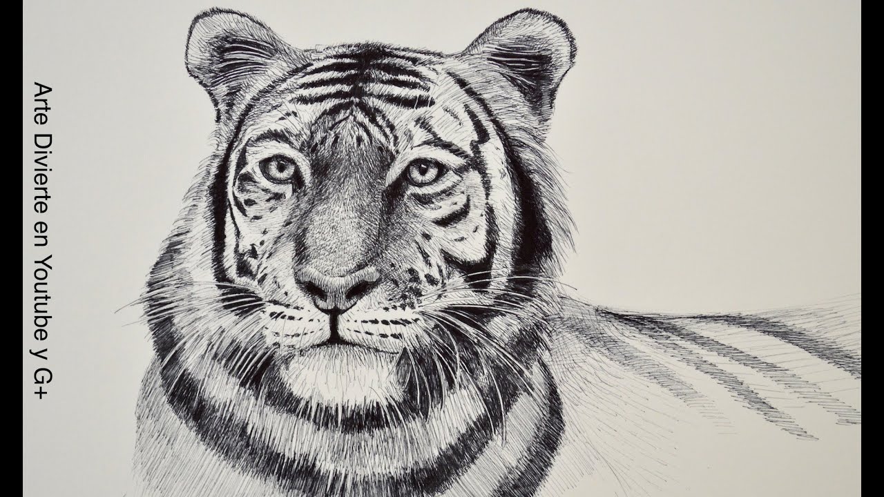 Dibujando animales: cómo dibujar un tigre - Arte Divierte